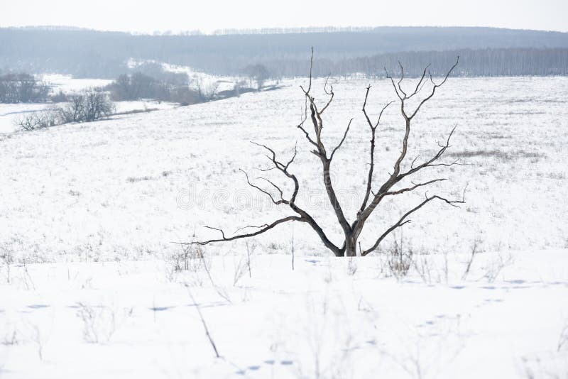 A Withered Tree in a Winter Field on a Bright Sunny Day Stock Image ...