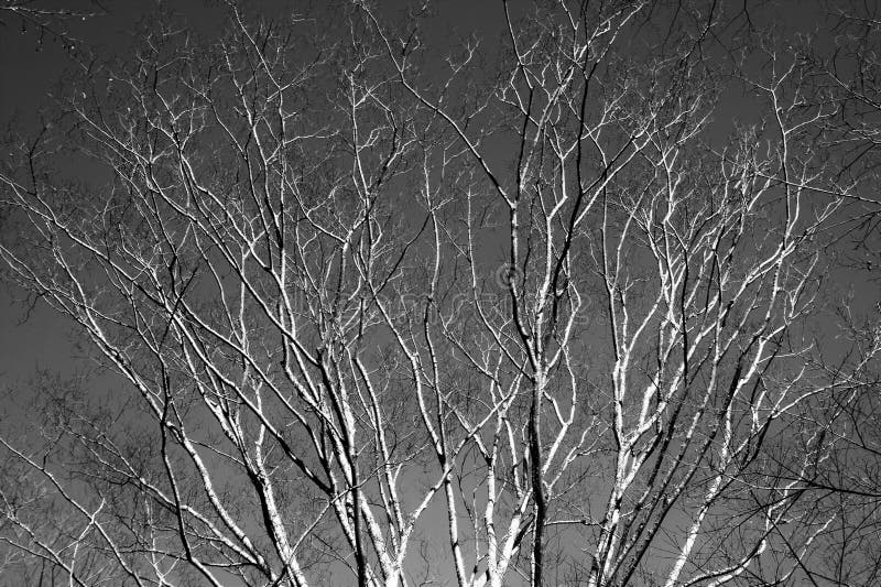 Winter tree stock image. Image of seasonal, texture - 110715097