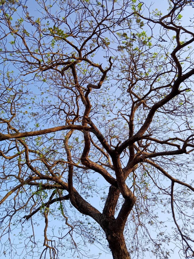 Old Withered Trees on the Chojnik Mountain Stock Photo - Image of ...
