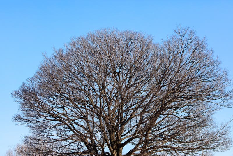 Withered Trees and Blue Sky in Winter Stock Photo - Image of pattern ...