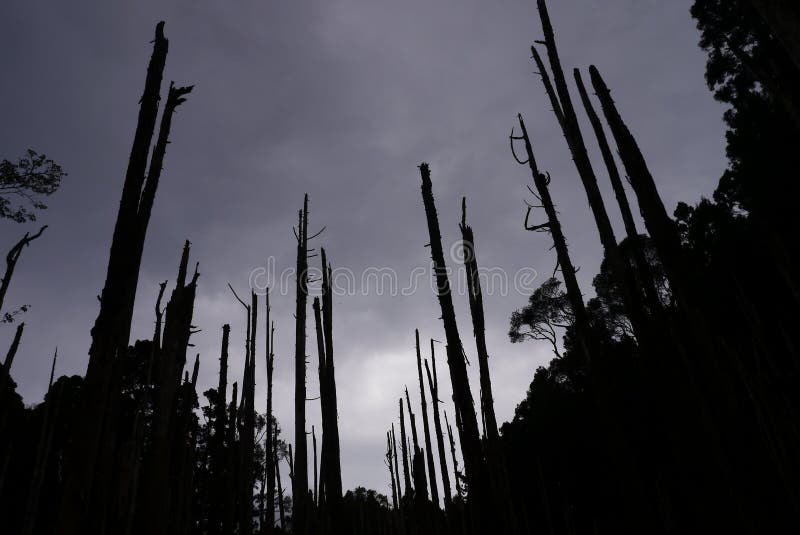 Old Withered Trees on the Chojnik Mountain Stock Photo - Image of ...
