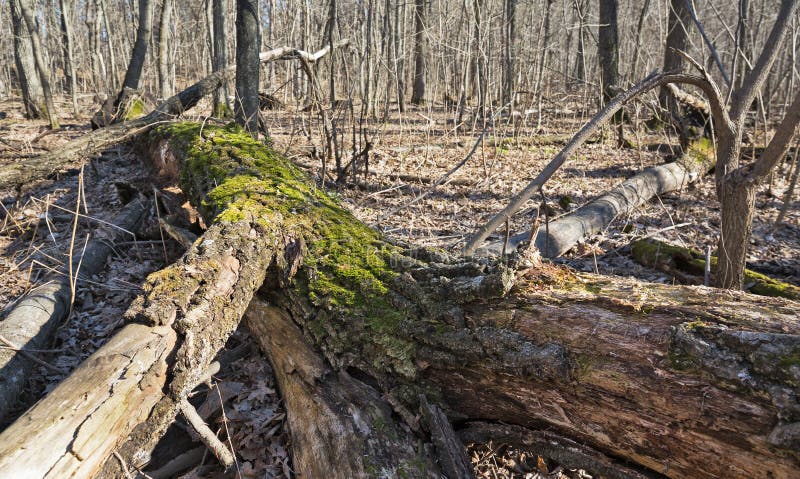 Withered Trees in the Forest Stock Photo - Image of landscape, flora ...