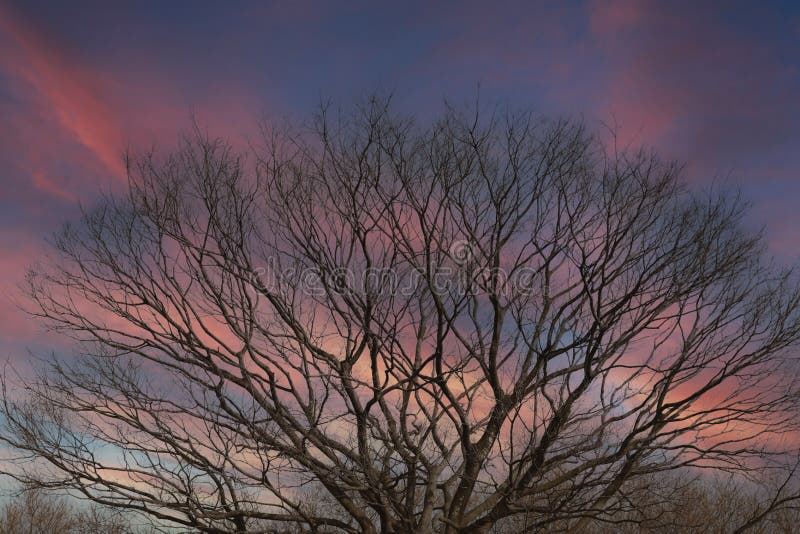 Withered Trees and Sky in Winter Stock Photo - Image of vegetation ...