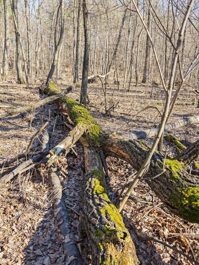 Withered Trees in the Forest Stock Photo - Image of road, landscape ...