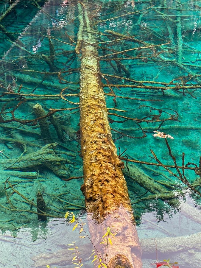 Withered Trees in the Water Stock Photo - Image of trunk, water: 345984404