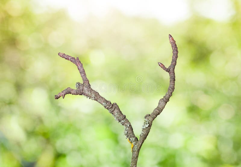 Withered twig stock image. Image of uneven, stick, outdoor - 66014675