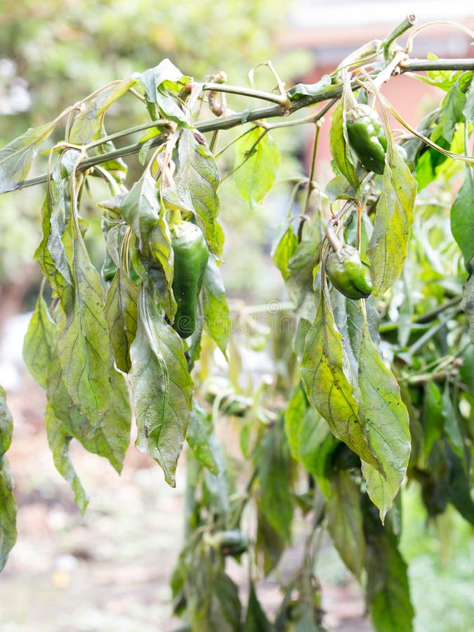 Withered Vegetable Trees on Farm by Cold Whether. Bell Pepper Stock ...