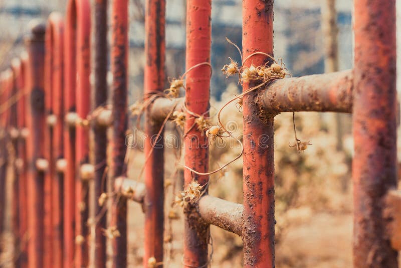 Withered vines stock image. Image of withered, mottled - 86294665