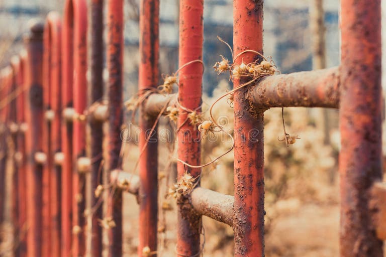 Withered vines stock image. Image of withered, mottled - 86294665