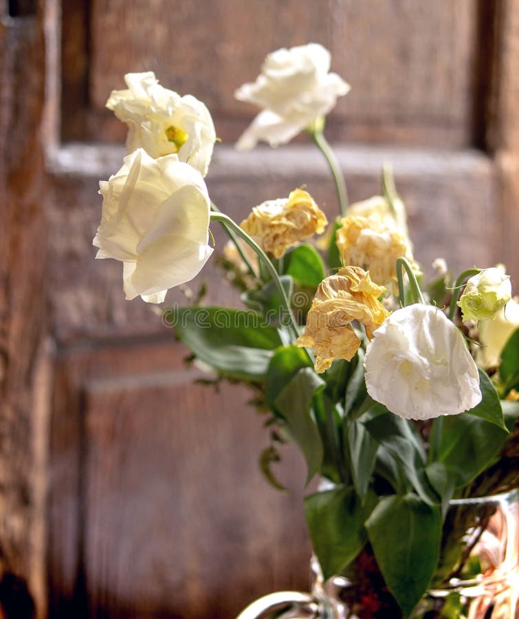 Withered White Roses in Front of the House Door Stock Photo - Image of ...