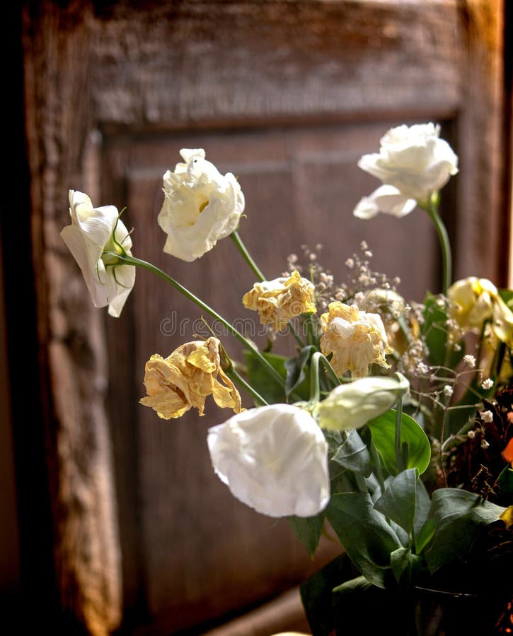 Withered White Roses in Front of the House Door Stock Photo - Image of ...