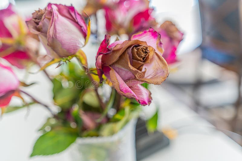A Withered Wilted Dried Bouquet of Red Roses Stock Photo - Image of ...
