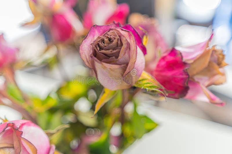 A Withered Wilted Dried Bouquet of Red Roses Stock Image - Image of ...