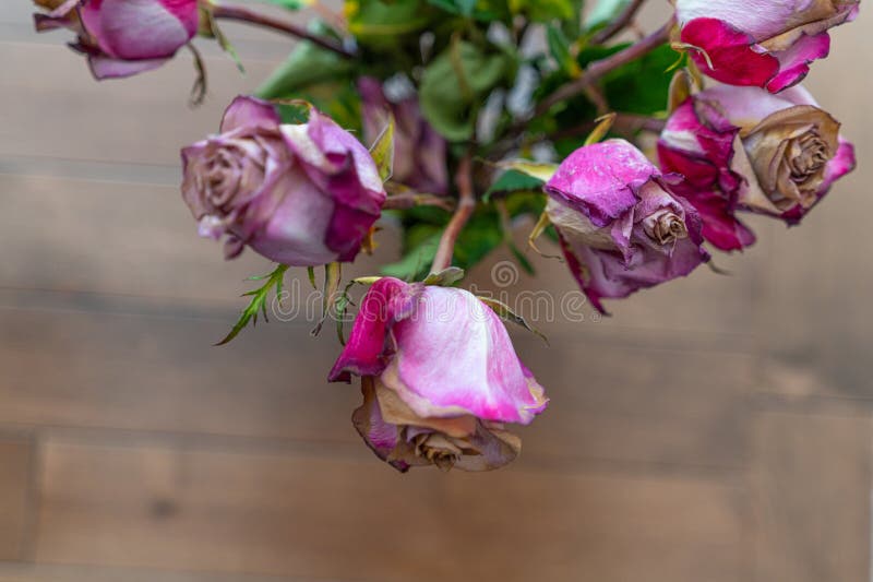 A Withered Wilted Dried Bouquet of Red Roses Stock Image - Image of ...