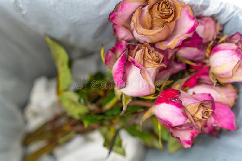 A Withered Wilted Dried Bouquet of Red Roses Stock Image - Image of ...