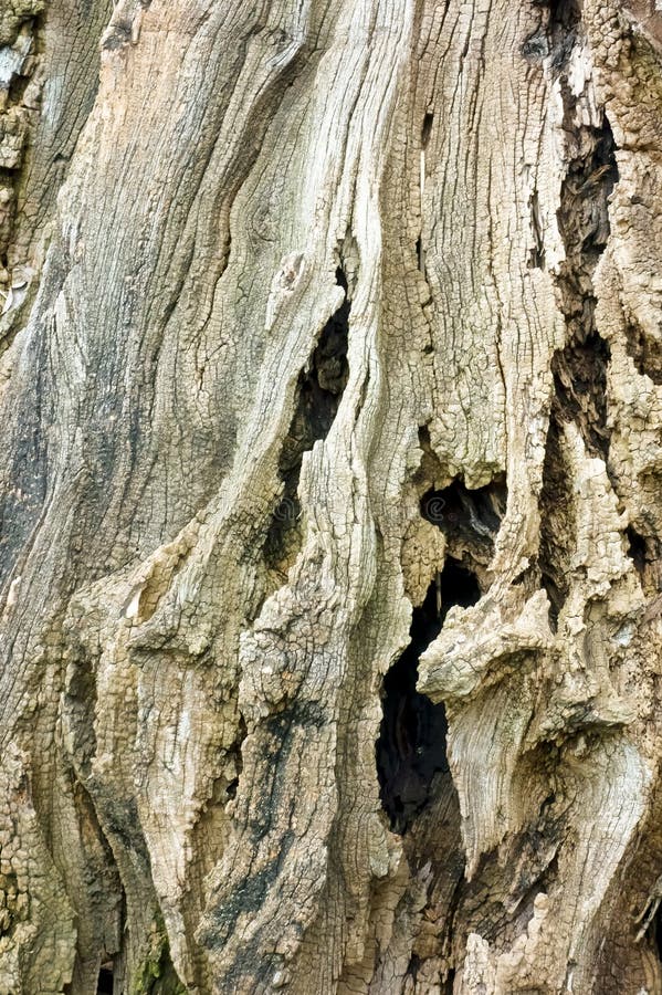 Trunk of dead trees stock photo. Image of decaying, dead - 115786826