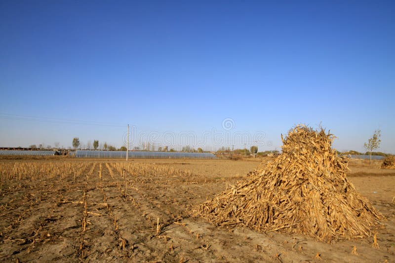 Withered Yellow Maize Straw Under Blue Sky Stock Photos - Free ...