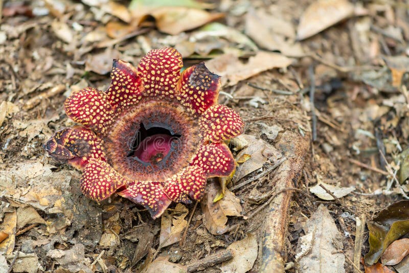 Sapria Himalayana Flower Blooming with Bright Red Color Stock Photo ...
