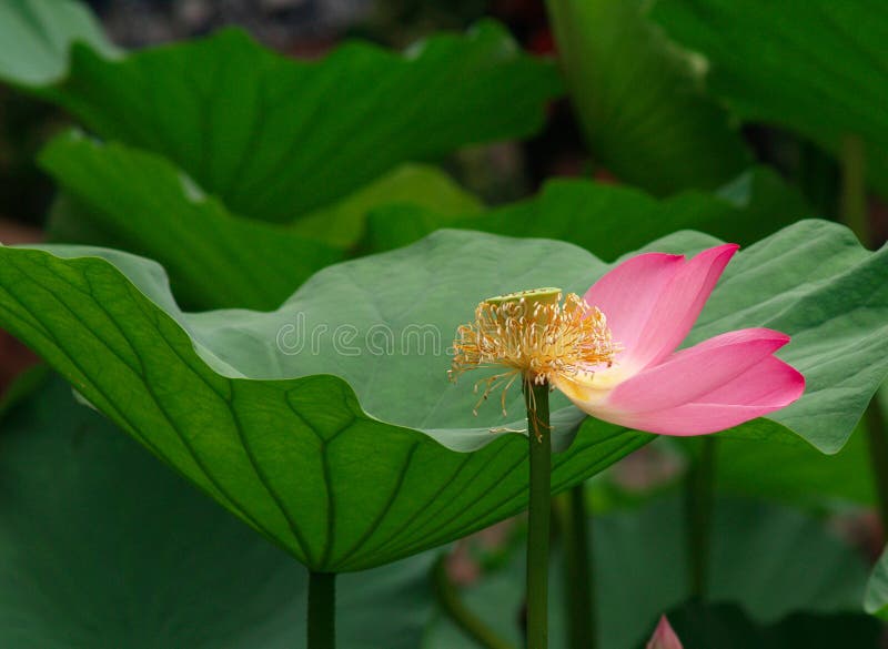 Withering and Falling Water Lily Stock Photo - Image of lily, lotus ...