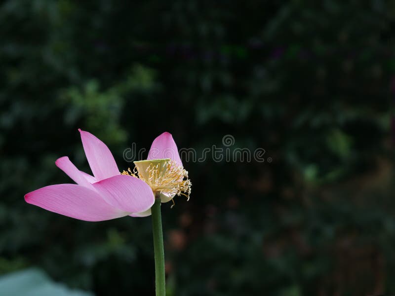 Withering and Falling Water Lily Stock Image - Image of water, pink ...