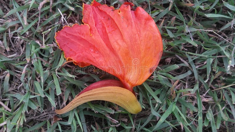 Withering Flower stock image. Image of nature, death - 107195243