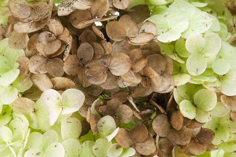 Withering Flowers of a Garden Hydrangea Stock Image - Image of ...