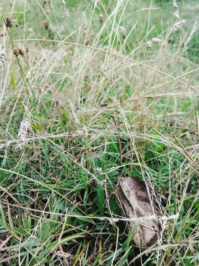 Withering stock image. Image of valley, kashmir, greenery - 95656661