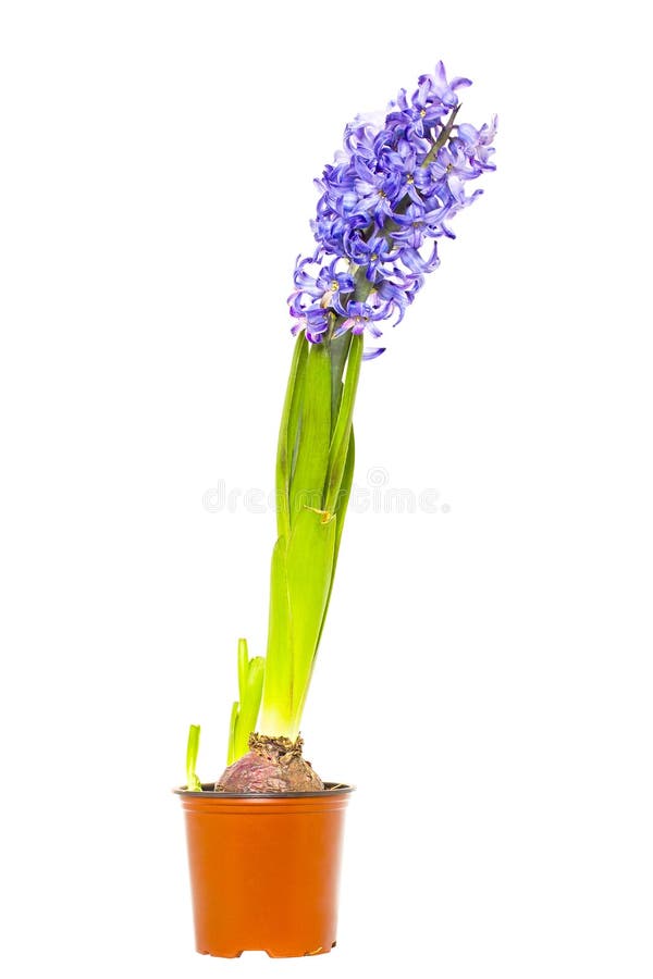 Hyacinth in flower pot stock image. Image of nature, blooming - 43946995