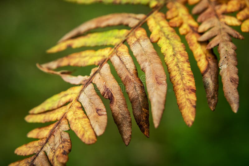 The Withering Leaves of the Forest Fern Stock Photo - Image of outdoors ...