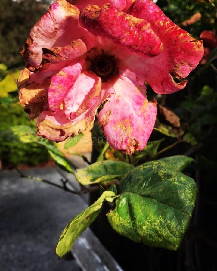 Withering pink rose stock image. Image of autumn, yellow - 94203971
