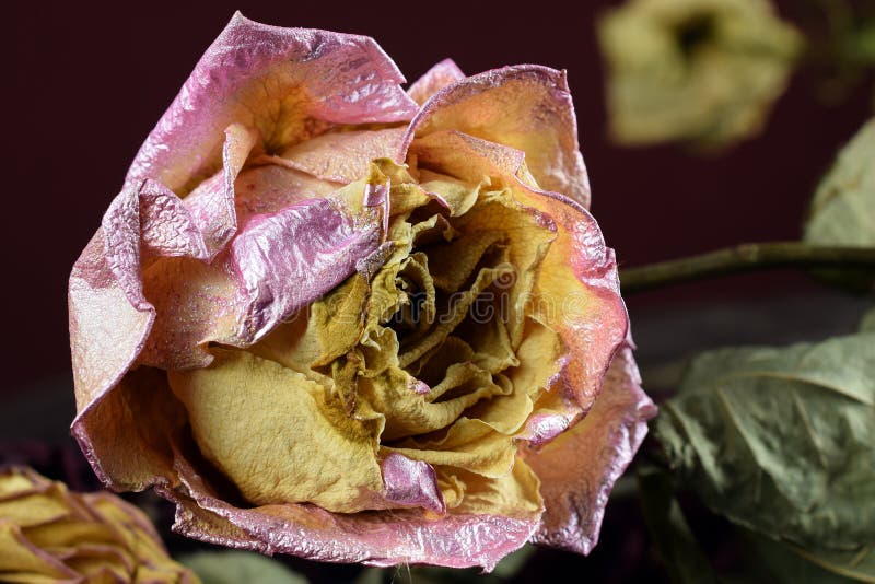 Withering pink yellow rose stock photo. Image of colorful - 127593822