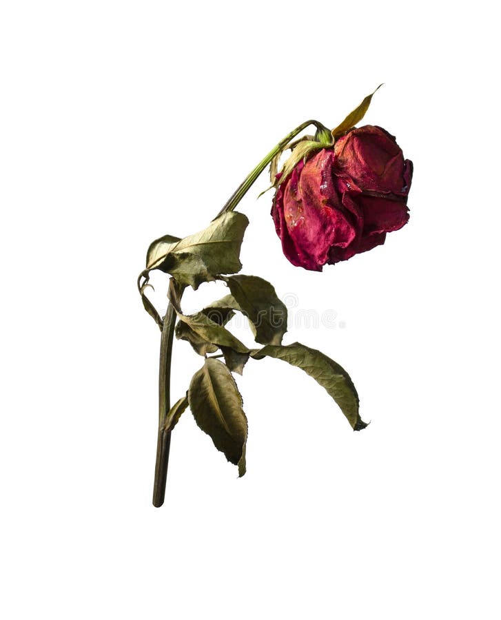 Withering Red Roses Isolated on White Background Stock Photo - Image of ...