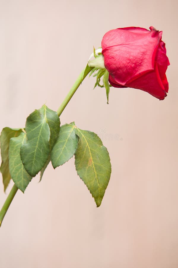 The withering rose stock photo. Image of life, memories - 51808596