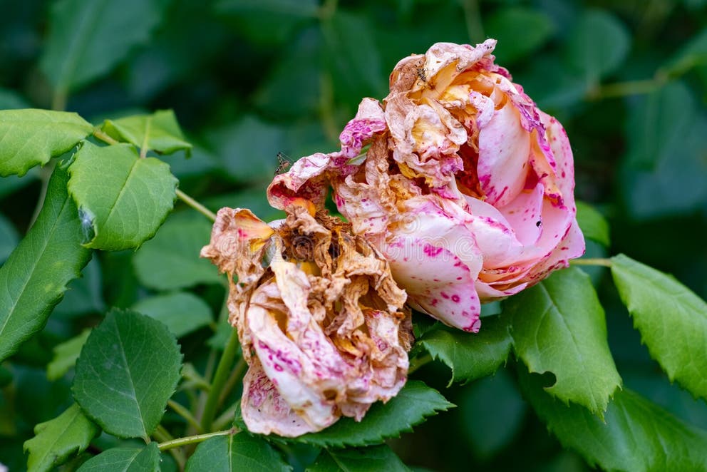 Withering rose stock photo. Image of nature, large, fresh - 188264732