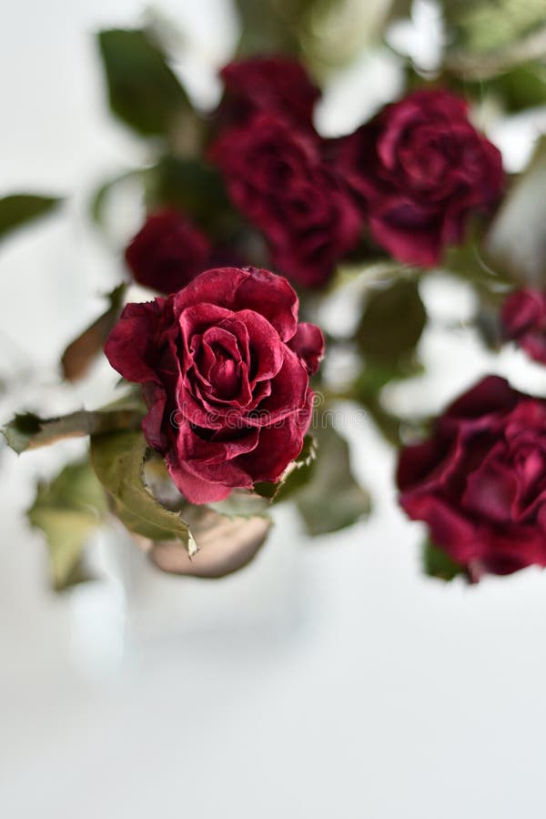 Withering Roses with White Background, Dark Red Roses Stock Photo ...
