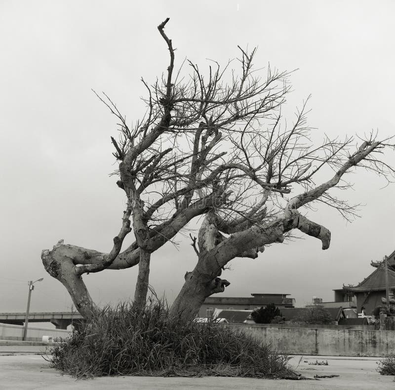 Withering trees stock image. Image of pollution, cold - 29049105