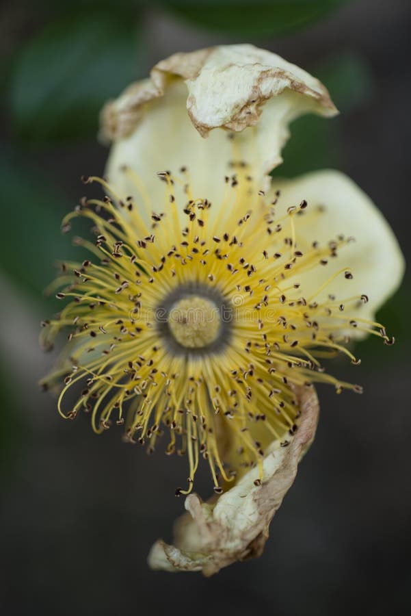 Withering Wild White Rose Flowers Stock Photo - Image of wilted, season ...