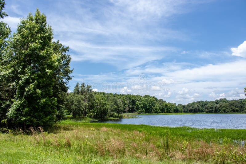 Withlacoochee State Forest stock photo. Image of withlacoochee - 119731924