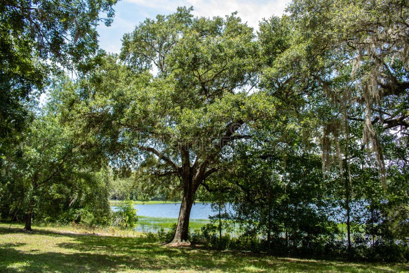 Withlacoochee State Forest stock image. Image of summer - 119731961
