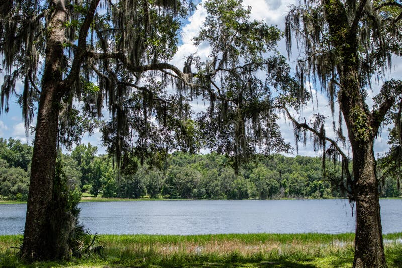 Withlacoochee State Forest stock photo. Image of tree - 119732388
