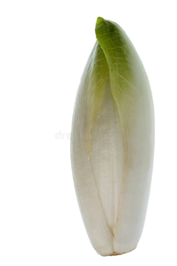 Witlof Isolated stock photo. Image of nutrition, delicious - 6919538