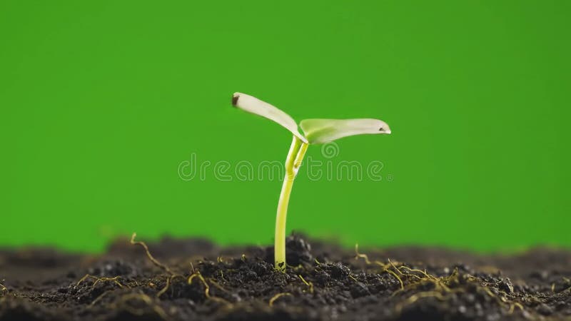 Time-Lapse of a Bean Sprout Growing on Green Background, Symbolizing ...