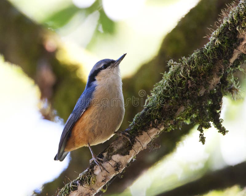 Witstaartboomklever, White-tailed Nuthatch, Sitta Himalayensis Stock ...