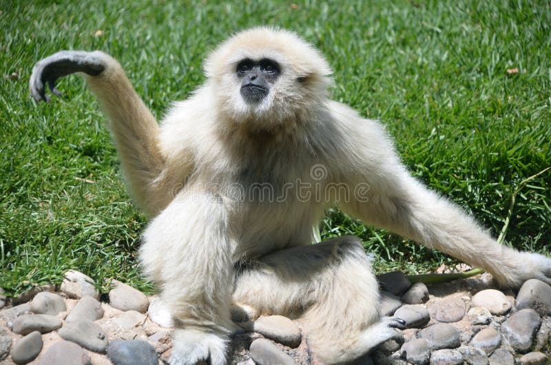 Witte Aap stock afbeelding. Afbeelding bestaande uit aziatisch - 28571287