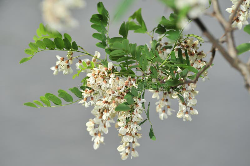 Witte Acacacia Flower Robinia Pseudoacacacacia Acacia Boombloem Stock ...
