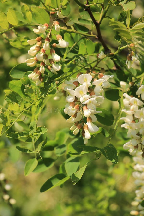Witte acacia stock afbeelding. Image of nave, bloem, gebladerte - 54308825