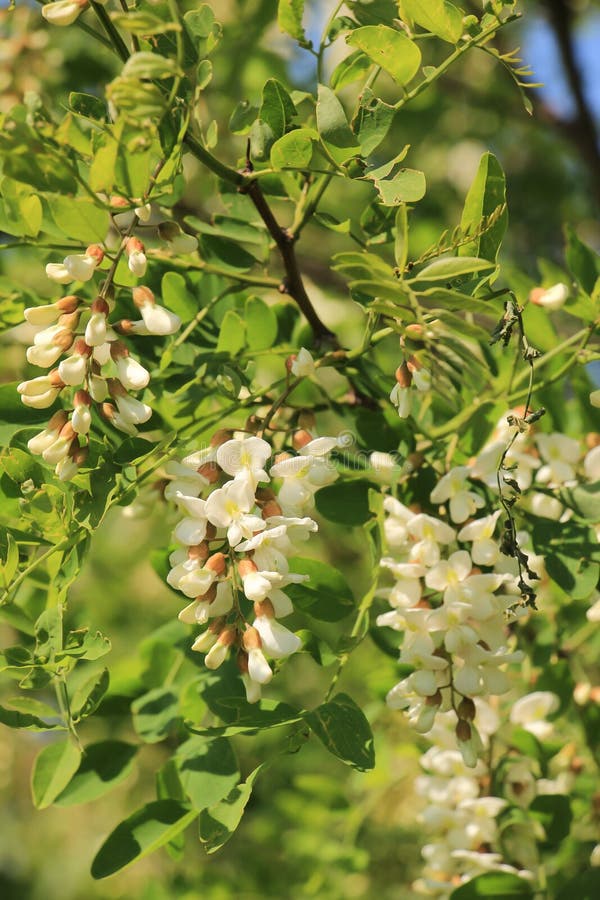 Witte acacia stock afbeelding. Image of nave, bloem, gebladerte - 54308825