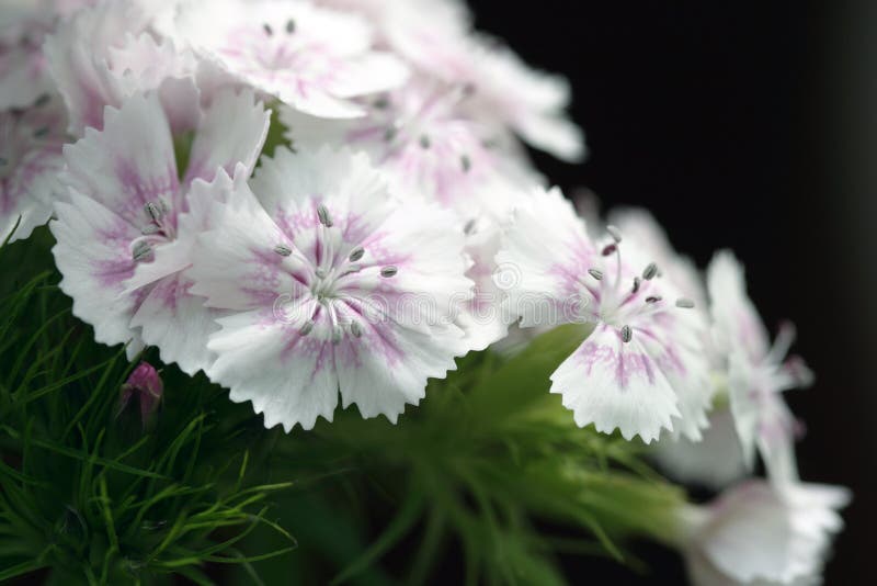 Witte anjer stock foto. Image of installatie, macro, roze - 16886770