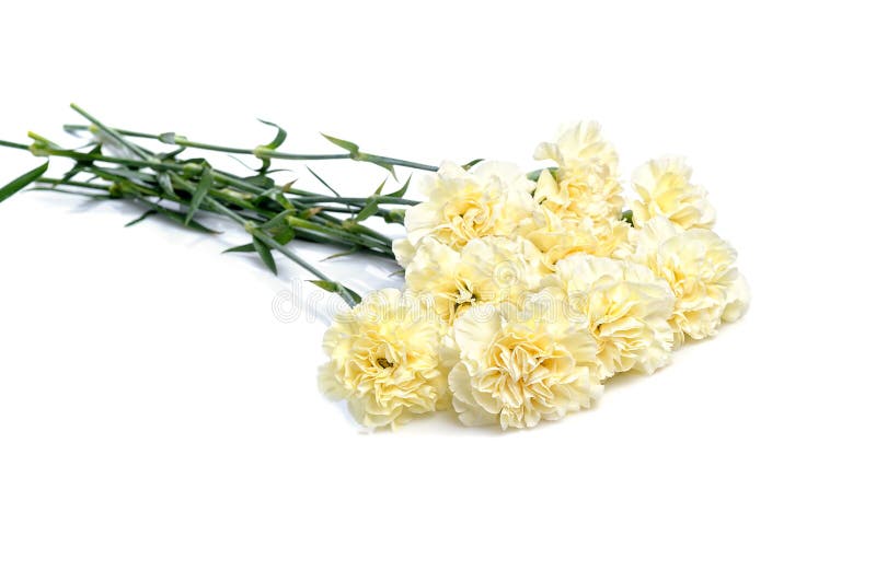Witte anjer stock afbeelding. Image of studio, lengte - 19193199