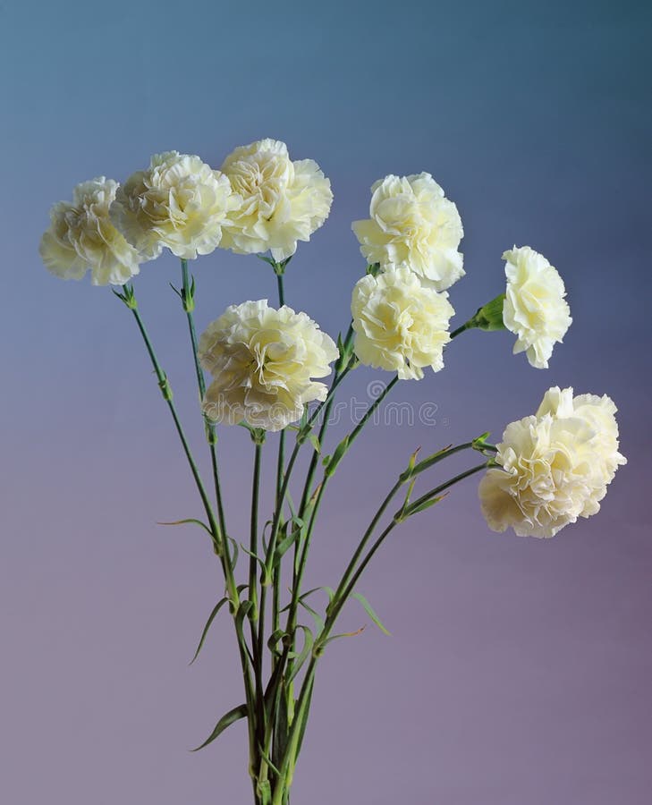 Witte anjer stock foto. Image of achtergrond, groen, bloem - 35946006